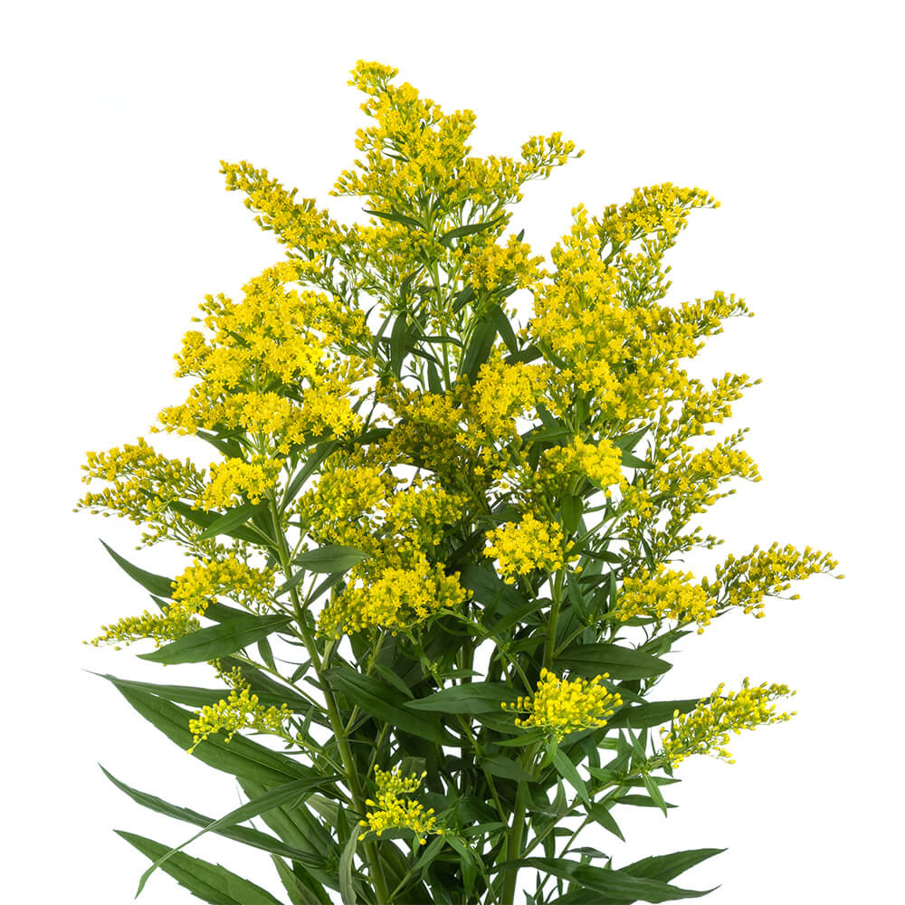 Fresh Flowers - Solidago - Victoria's Blossom INC