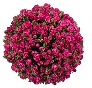 Hot Pink Irischka, 40cm, 10 Stems, PIER ROSES - Victoria's Blossom INC