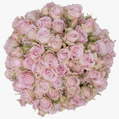 Portrait, 50cm, 10 Stems, PIER ROSES - Victoria's Blossom INC