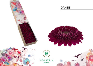 Mini pomponi danee, Szcm, 60 Stems, Holstein Flowers - Victoria's ...