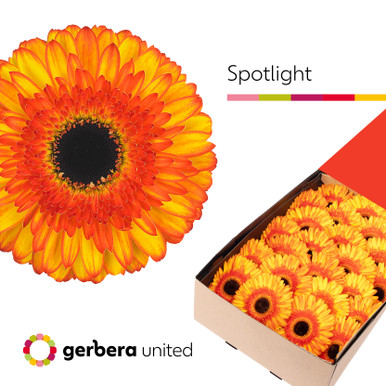 Spotlight, Szcm, 50 Stems, Gerbera United - Victoria's Blossom INC