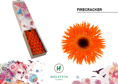 Mini spider firecracker, Szcm, 60 Stems, Holstein Flowers - Victoria's ...