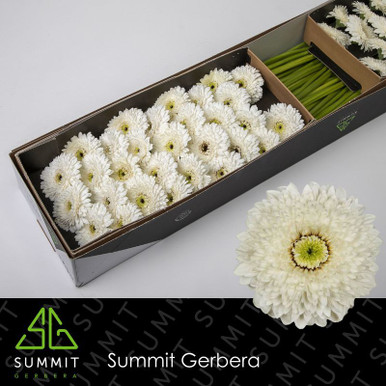 Mini pomponi amando, Szcm, 60 Stems, Summit Den Houter Gerbera ...