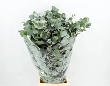 Eucalyptus bunch cinerea, 70cm, 10 Stems, 400gr, Royal Flora Holland ...