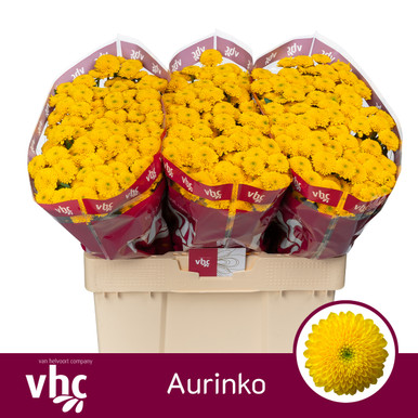Santini aaa aurinko, 55cm, 75 Stems, Royal Flora Holland - Victoria's ...