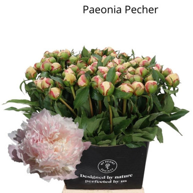 Pecher, 60cm, 10 Stems, ANNIE BOX - Victoria's Blossom INC
