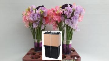 (sweetpea) assorted procona, 40cm, 150 Stems, Royal Flora Holland ...