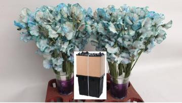 (sweetpea) dyed blue magic procona, 40cm, 150 Stems, Royal Flora ...