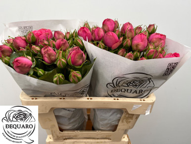 Spray freiland pink piano, 50cm, 20 Stems, 2-5 Blooms, Royal Flora ...