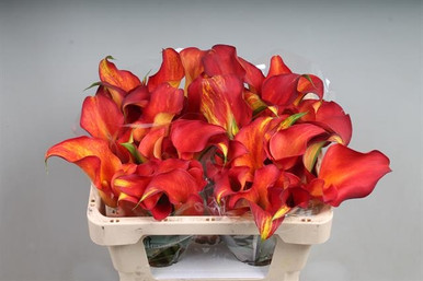 (calla) capt. trinity double, 50cm, 40 Stems, Royal Flora Holland ...