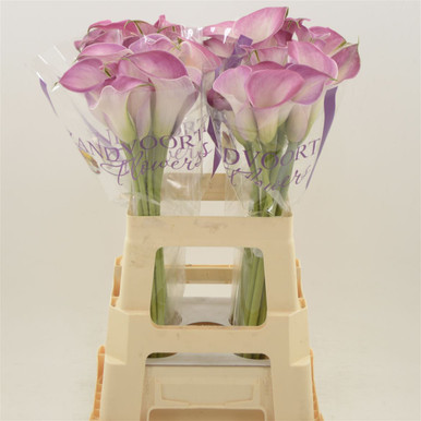 (calla) denver, 60cm, 40 Stems, Royal Flora Holland - Victoria's ...
