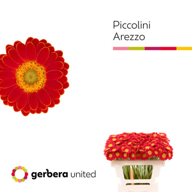 Mini piccolini arezzo, Szcm, 120 Stems, Gerbera United - Victoria's ...