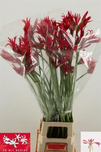 Desi, 90cm, 10 Stems, Royal Flora Holland - Victoria's Blossom INC