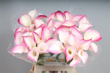 (calla) call mario, 80cm, 40 Stems, Royal Flora Holland - Victoria's ...