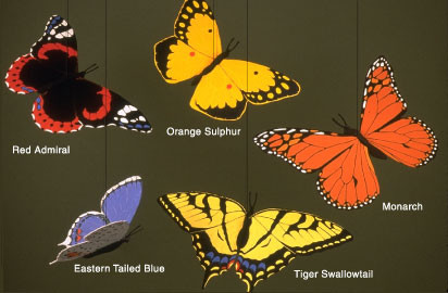 Butterfly Combo Mobile