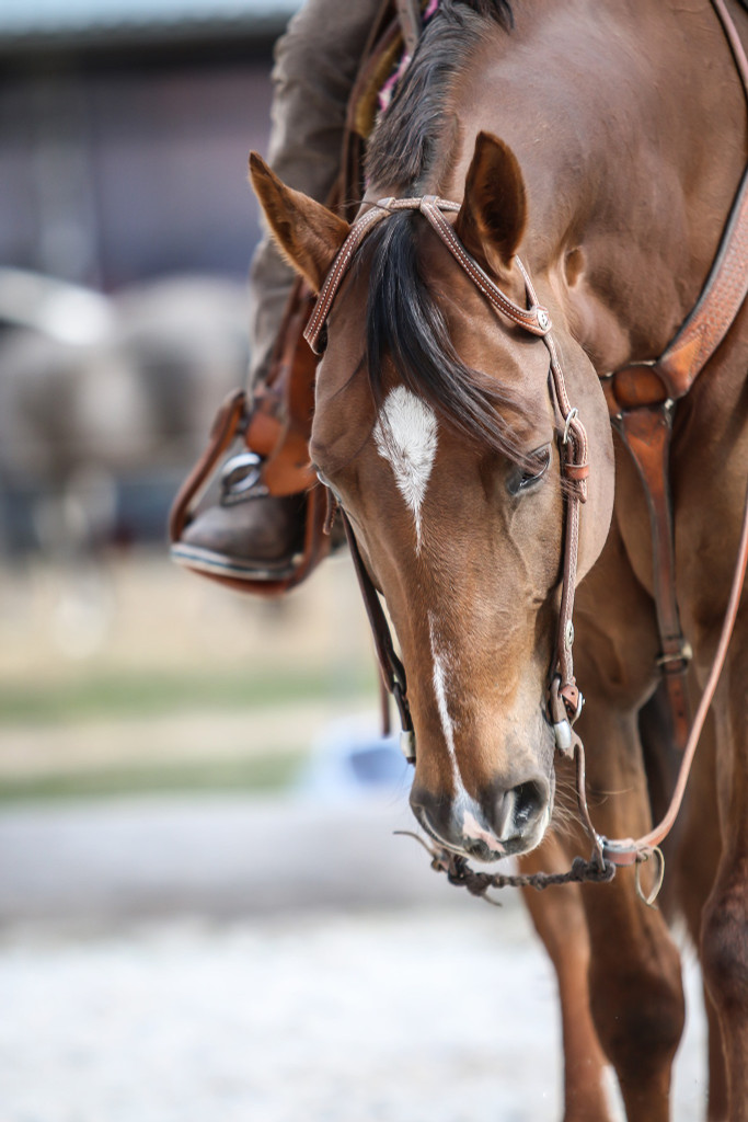 Levelor Nervous Horse Supplement - Buy Online | MVP - Free Shipping