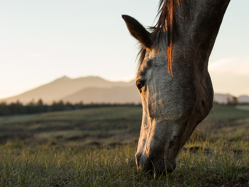 Magnesium 5,000 Muscle Function Support | MVP - Free Shipping