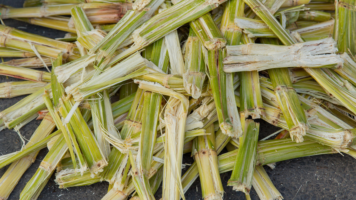 What are sugarcane bagasse plates? - FOOGO Green