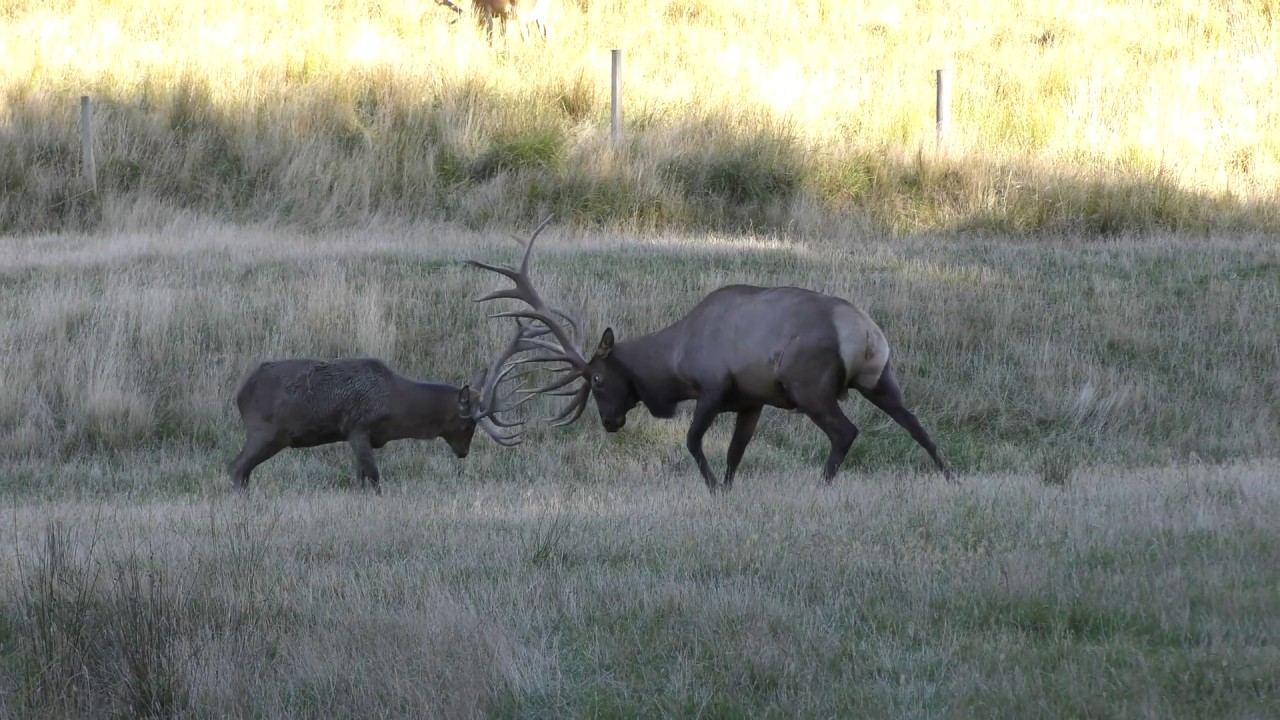 Mule Deer Versus Elk