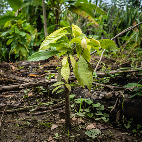 Jamaica: House of Marley x One Tree Planted - theHouseofMarley.co.uk