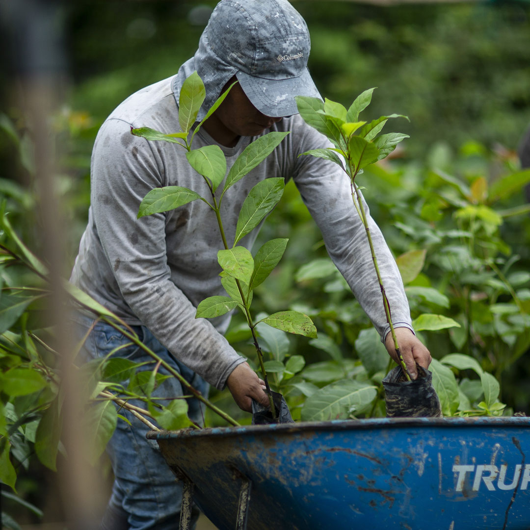 Project Round-Up 2022: House of Marley x One Tree Planted ...