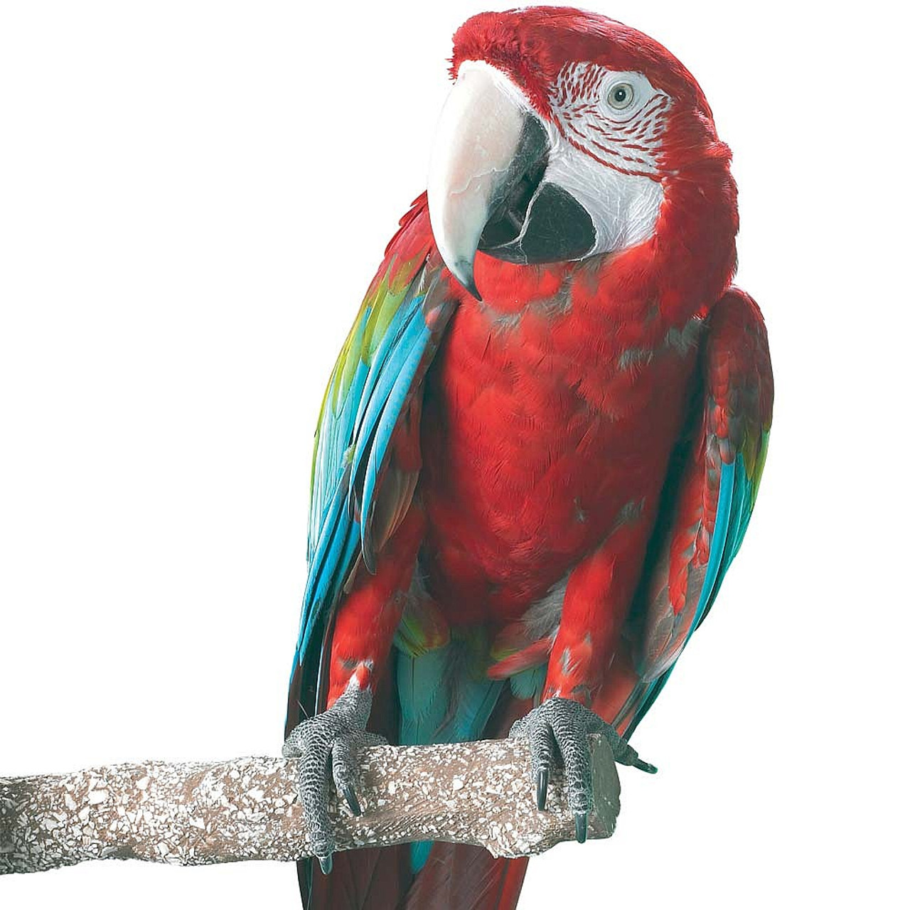 Percher® - Parrot Training Perch - Parrot Essentials
