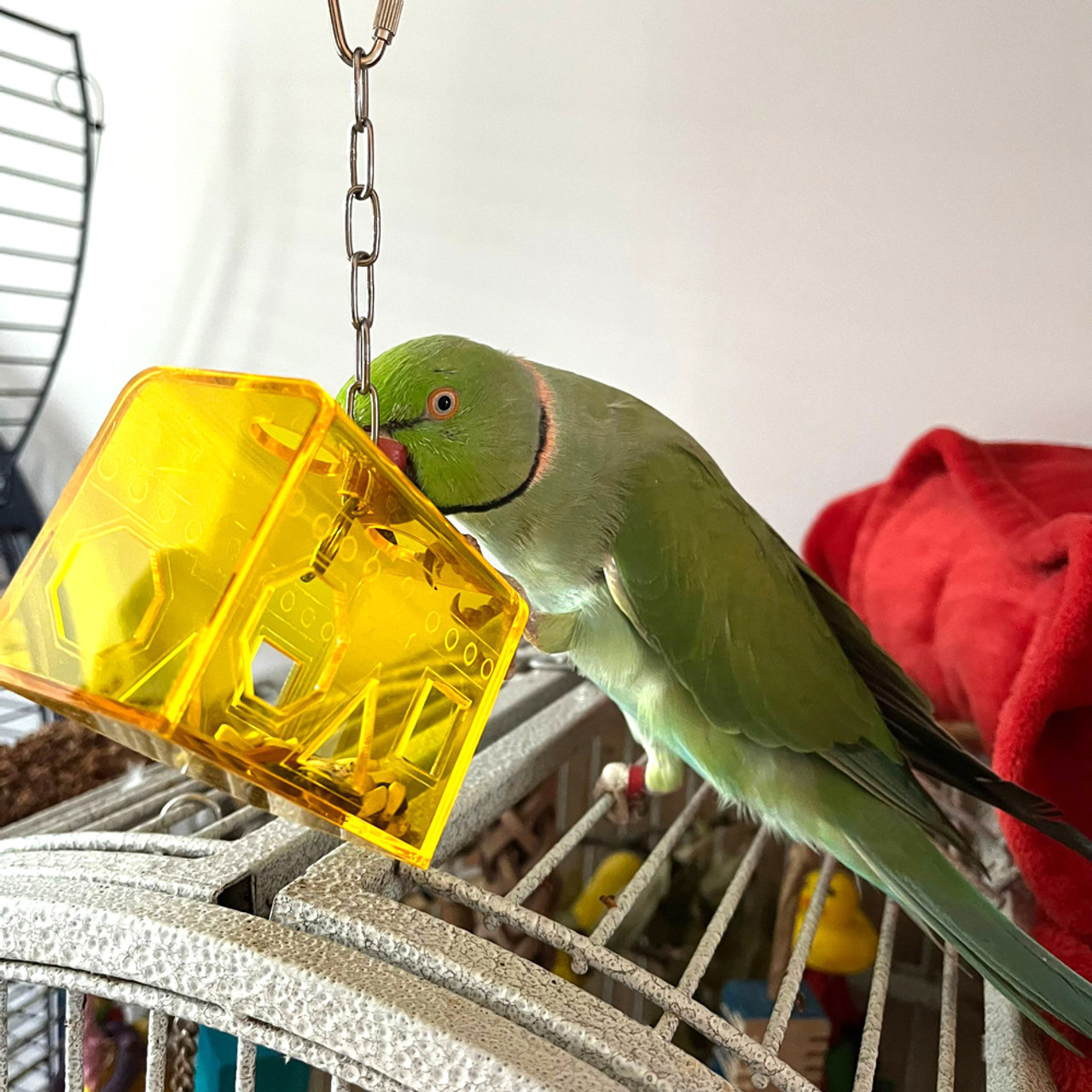 Parrot Shop Online Sale | Parrot Food | Toys | Bird Cages