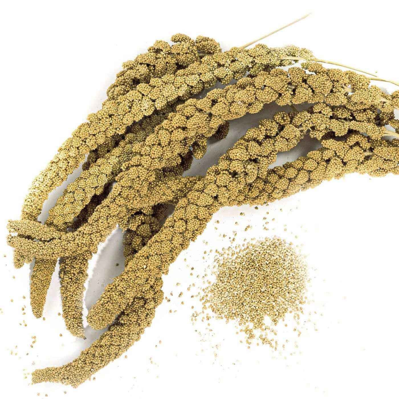 French Yellow Millet Sprays Parrot Treat - Parrot Essentials