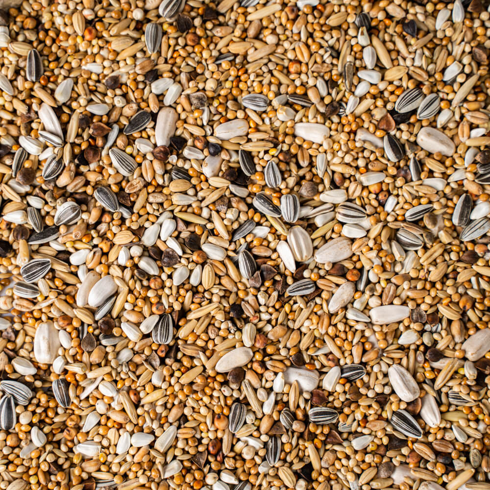 Parrot Essentials Bird Food for Cockatiel & Big Parakeets 2Kg