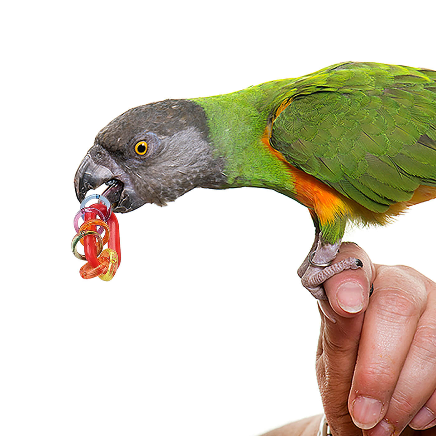 Fruit Flavour Chewable Parrot Toys - Parrot Essentials