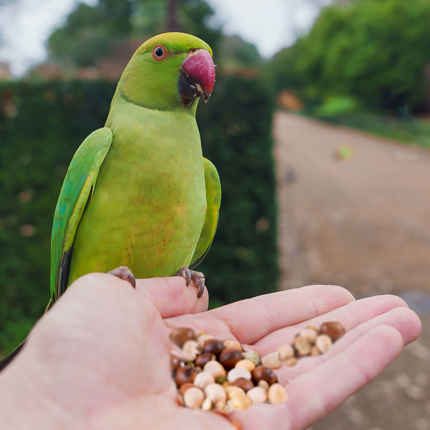 Tidymix Pulse & Rice Soaking Mix For Parrots & Pet Birds