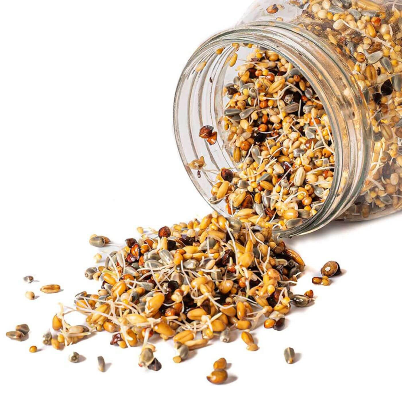 Quick Sprouting Seed Mix Parrot Food - Parrot Essentials