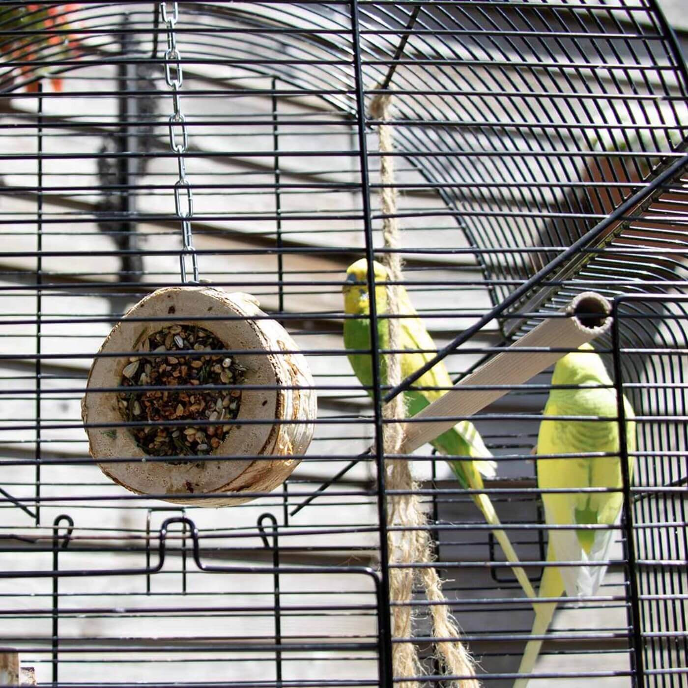Foraging Parrot Toy Filled with Treats - Birch Trunk Swing