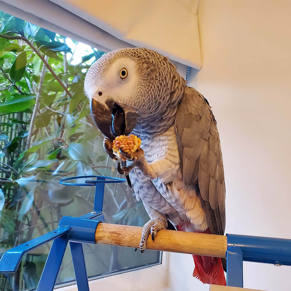 NutriBerries Fruity Parrot Food - Parrot Essentials