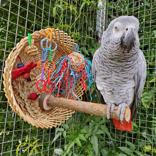 Busy Birdie Parrot Perch and Parrot Toy for Bird Cagies