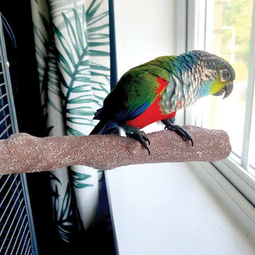Chewable Parrot Perch - Large | Parrot Essentials