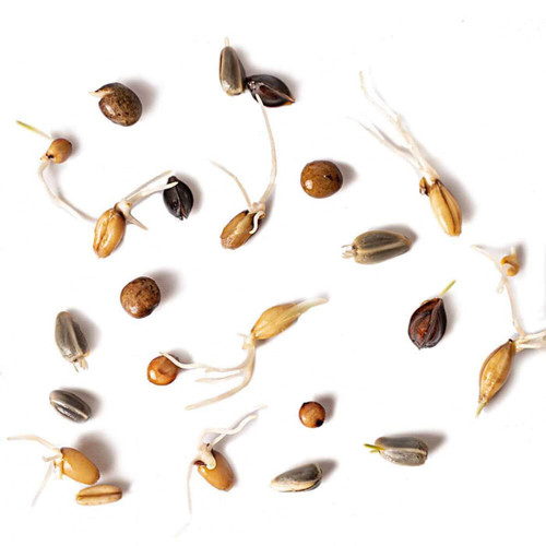 Quick Sprouting Seed Mix Parrot Food - Parrot Essentials