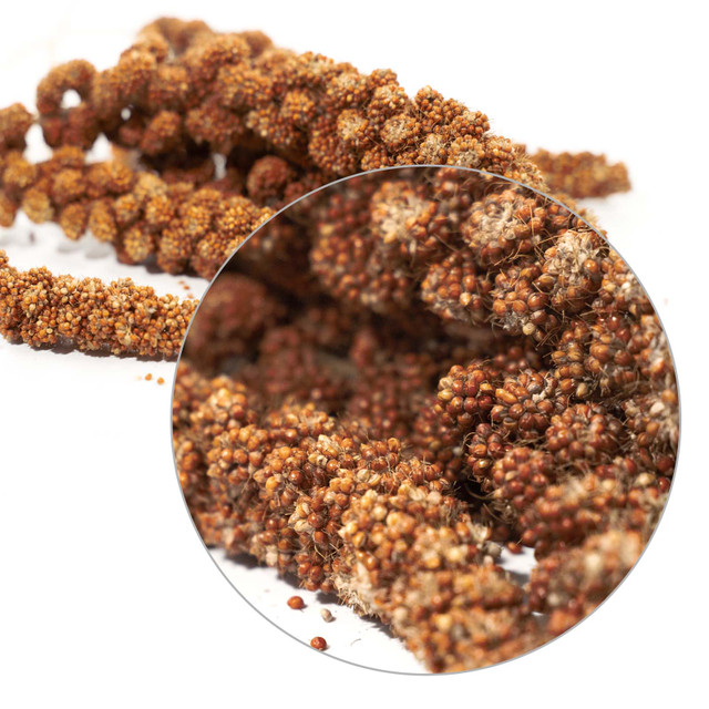 Red Millet Sprays Parrot Treat for Parakeets & Budgies