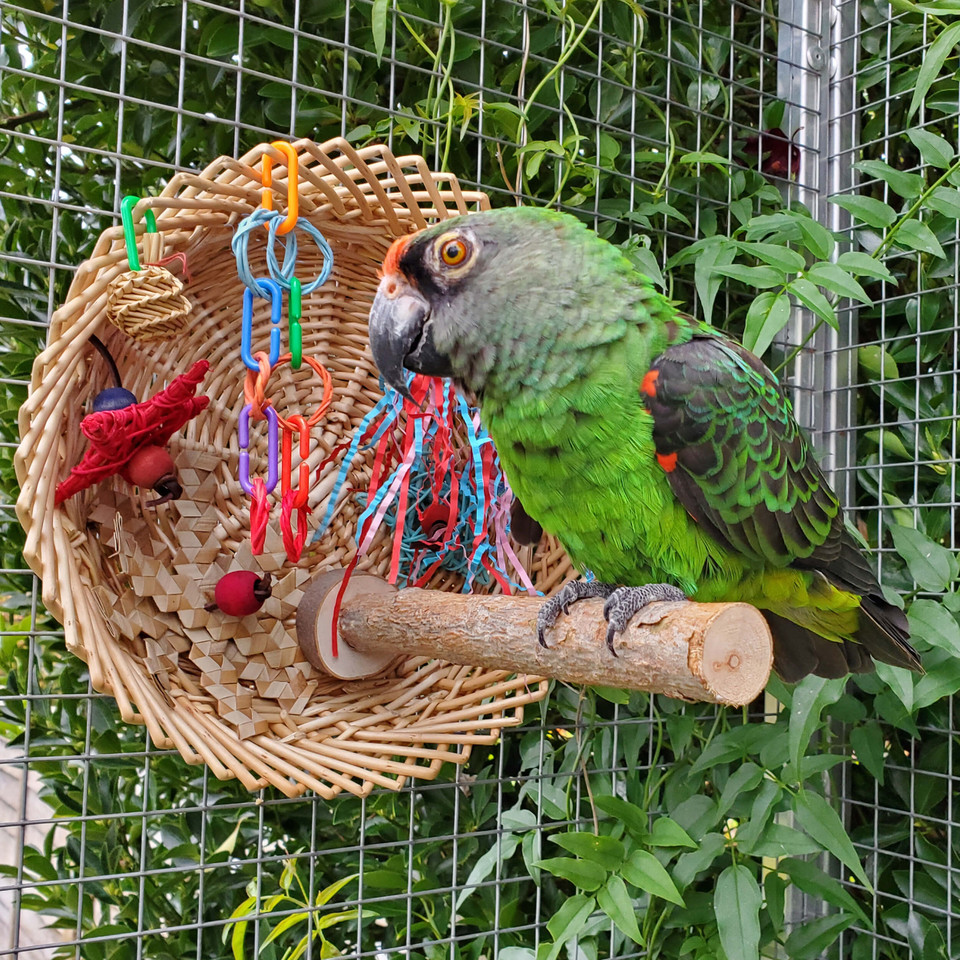 Window Perch & Parrot Play Centre with Feeding Cups