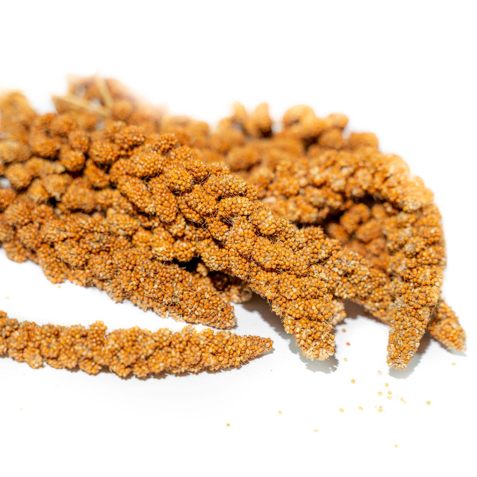 Red Millet Sprays Parrot Treat for Parakeets & Budgies