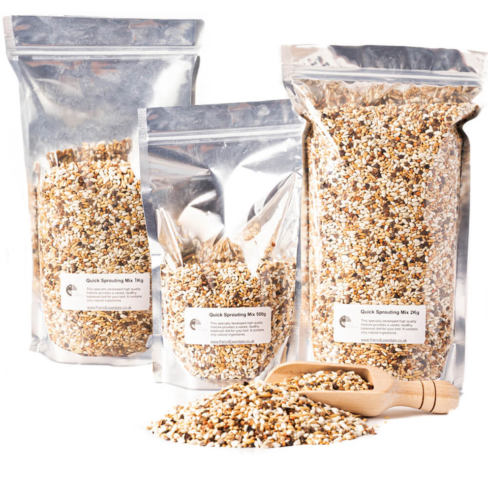Scarlet Chested Parakeet Parrot Food, Treats & Seed Mix from Parrot ...