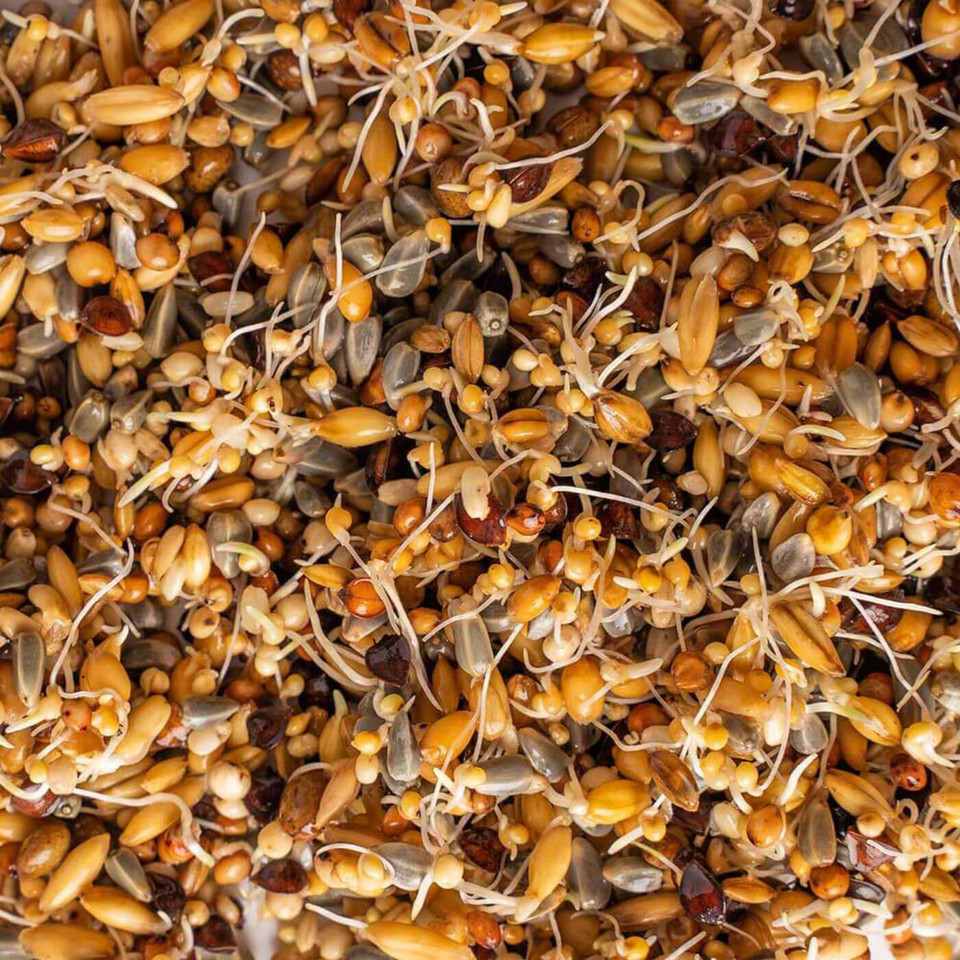 Quick Sprouting Seed Mix Parrot Food - Parrot Essentials