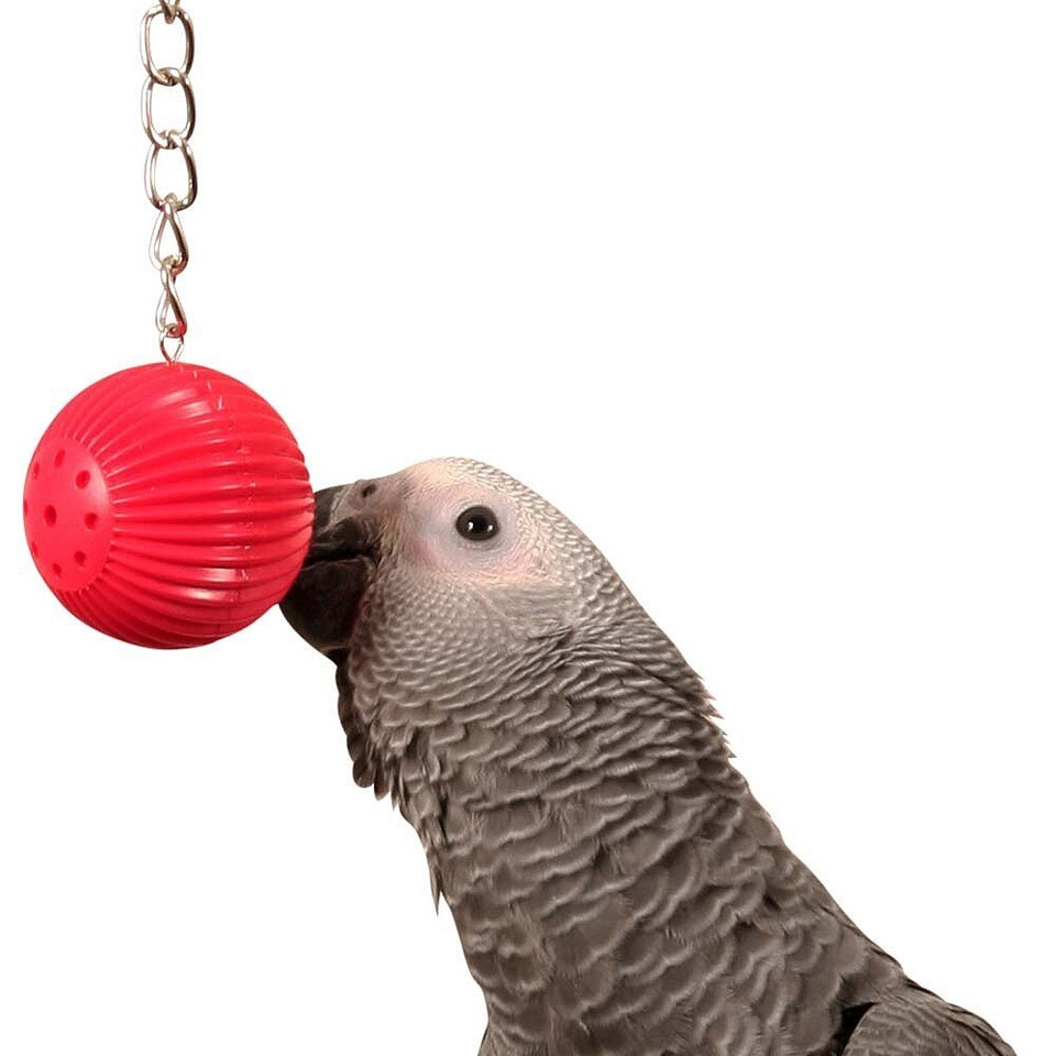 Hanging Ball Talking Parrot Toy | Parrot Essentials