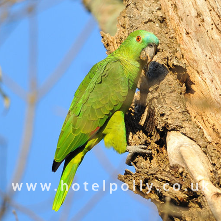 Blue Fronted Amazon - Profile & Care Guide - Parrot Essentials Online Store