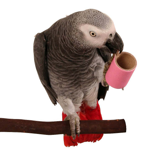 Pipes Paper Foot Parrot Toy Small - Pack of 100