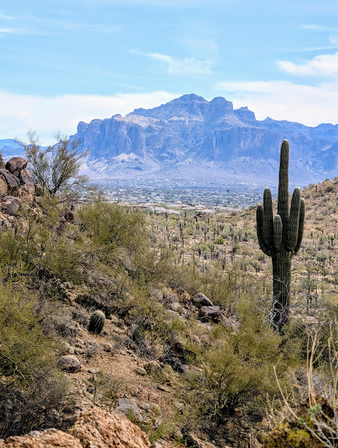 Desert Roots & Plant Medicine: A Journey to Apache Junction - Urban Apothecary