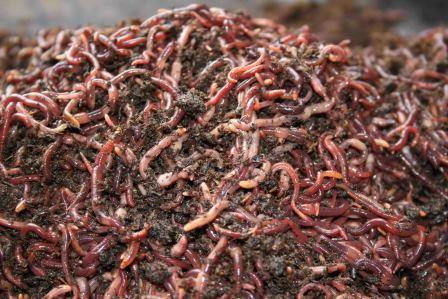Composting Red Wiggler Worms | Marlé Worm Growers