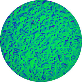 Green Sparkelite - Rosco ColorWave #33406 - Norcostco