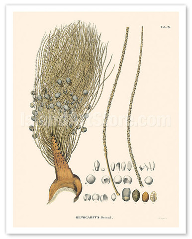 Pataua Palm Tree (Oenocarpus Batauá) - c. 1820's - Fine Art Prints ...