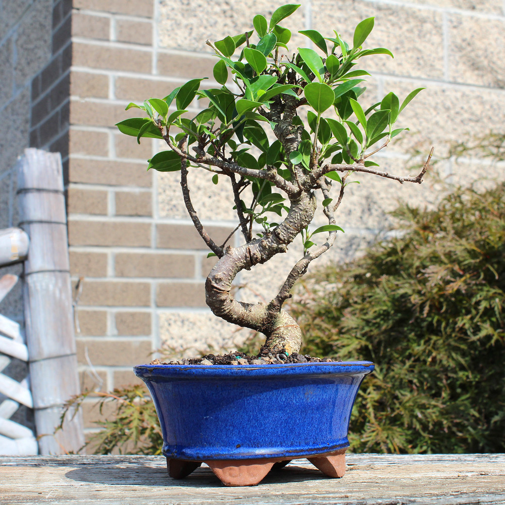 Golden Gate Ficus (Microcarpa) Indoor Bonsai 5-8" - Brussel's Bonsai